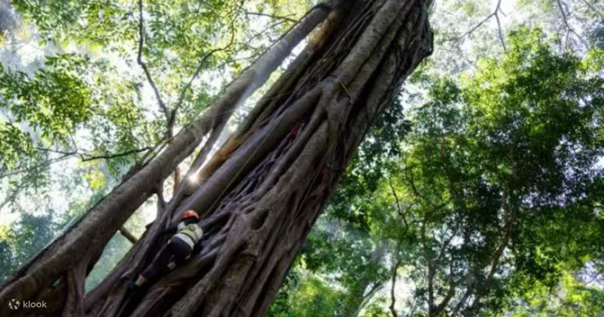 [Private Customized Tour] Enchanting Yunnan: Forest Xishuangbanna (Anantara Hotel & Rainforest ...